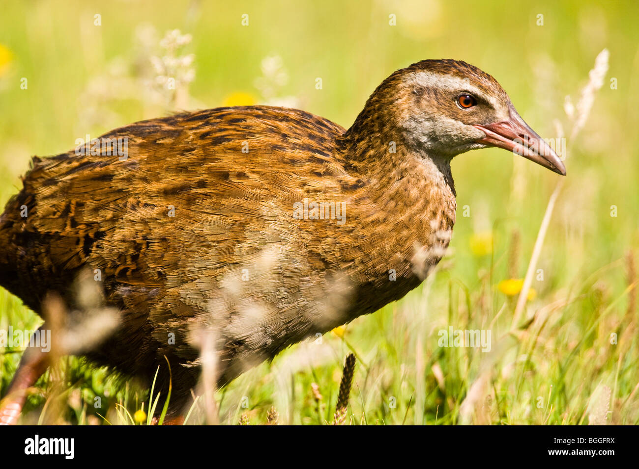 Weka gallirallus australis south island new zealand hi-res stock ...