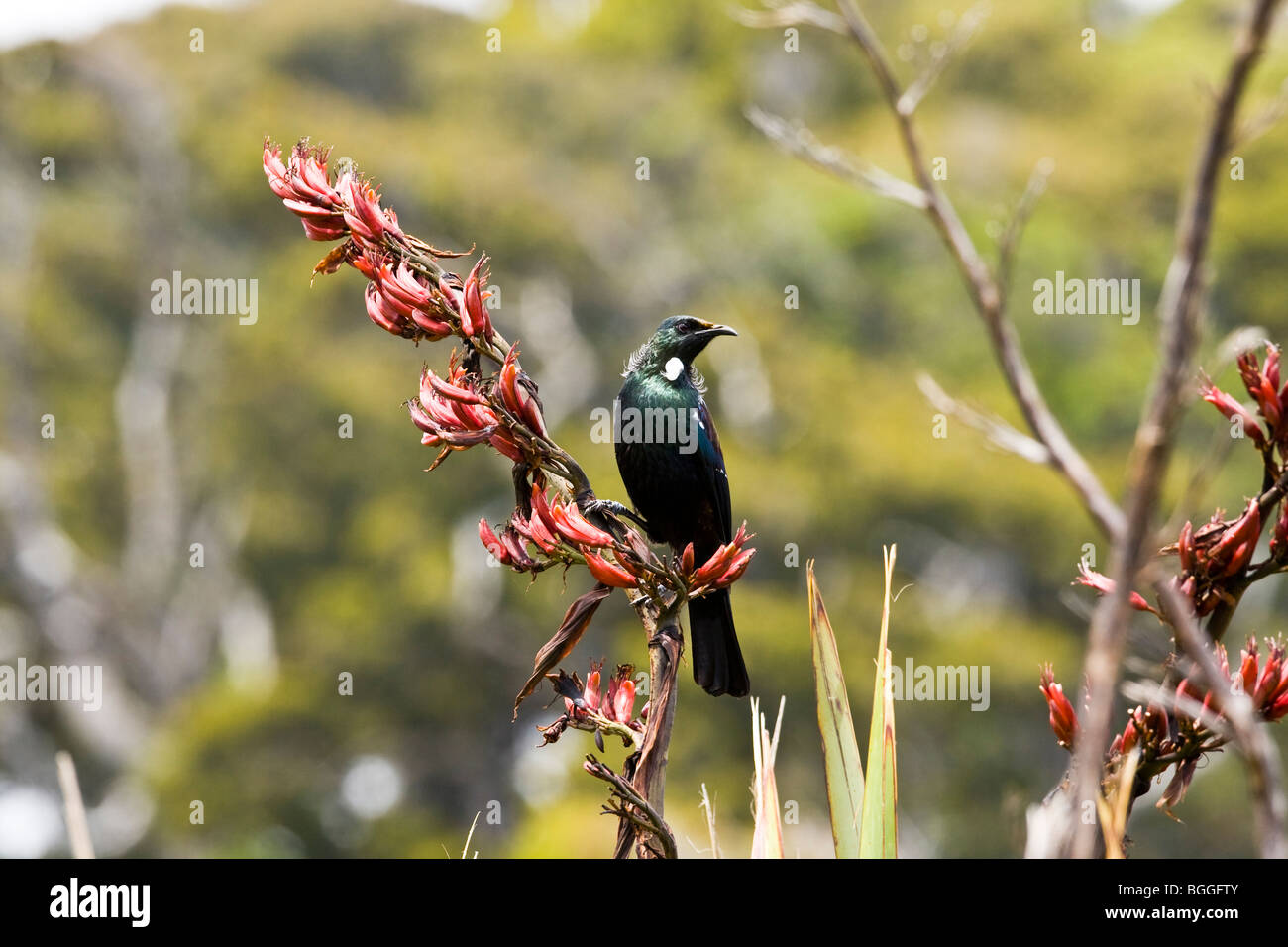 Tui on flax Stock Photo - Alamy