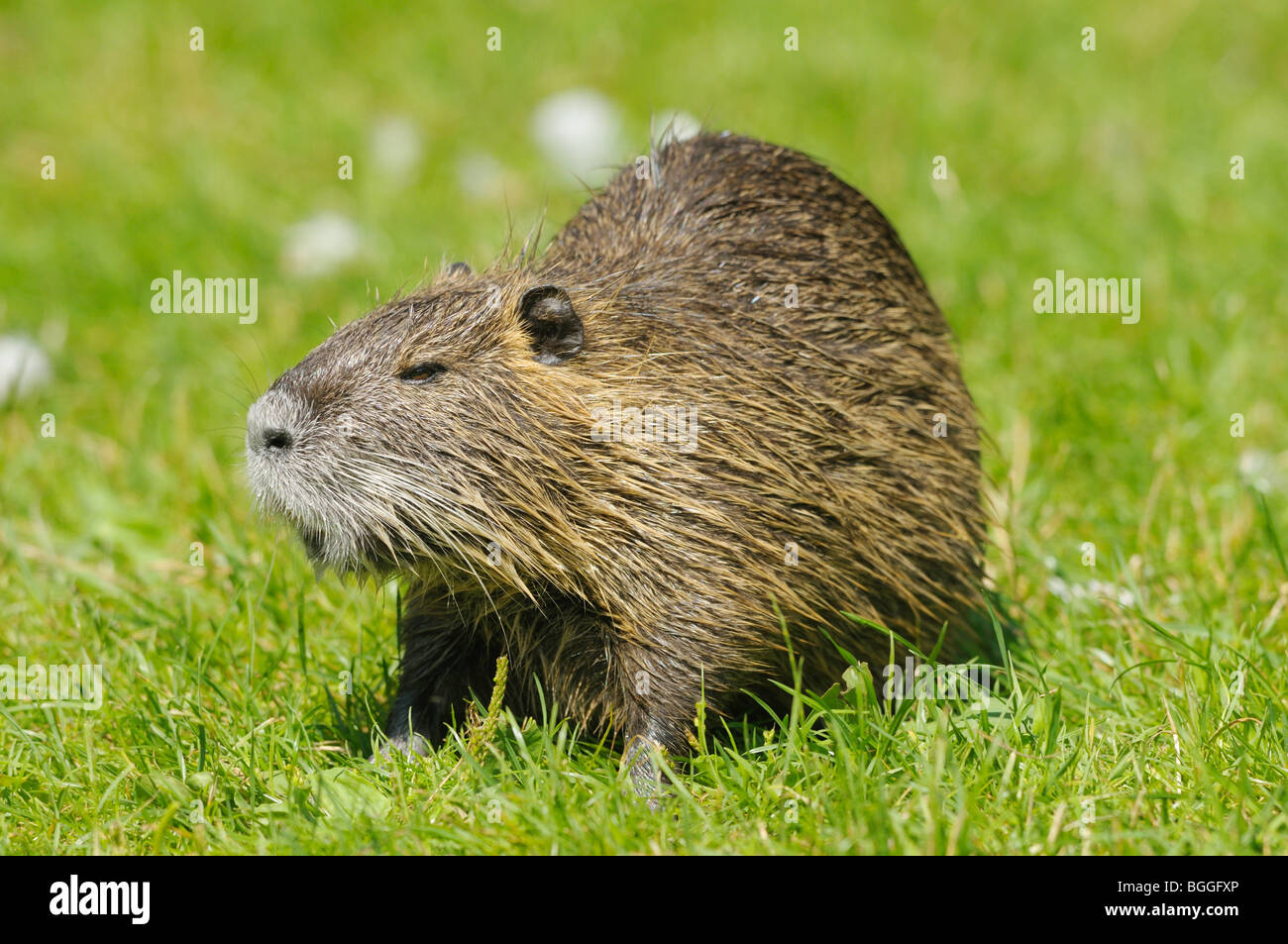 Nutria (Myocastor coypus) on a meadow, close-up Stock Photo - Alamy