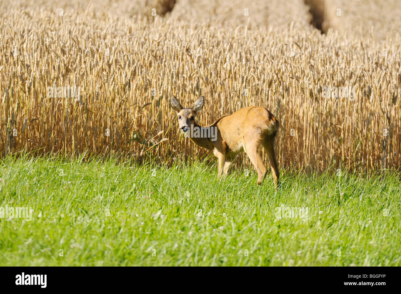 Front facing deer hi-res stock photography and images - Alamy