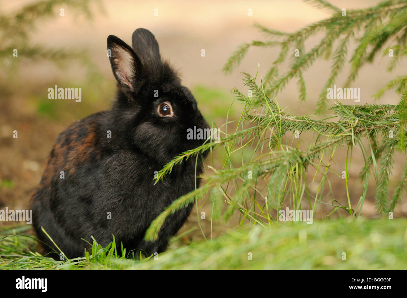 The black rabbit hi-res stock photography and images - Alamy
