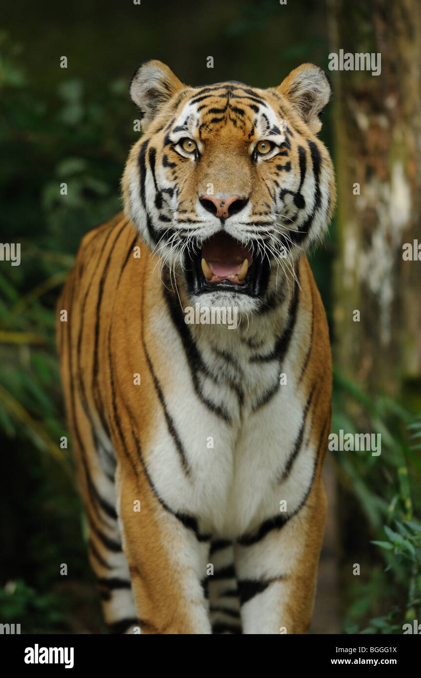 Siberian tiger, Panthera tigris altaica Stock Photo - Alamy