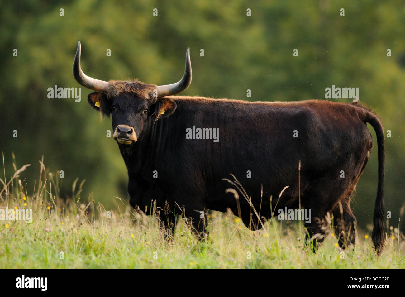 Aurochs, Bos primigenius Stock Photo - Alamy