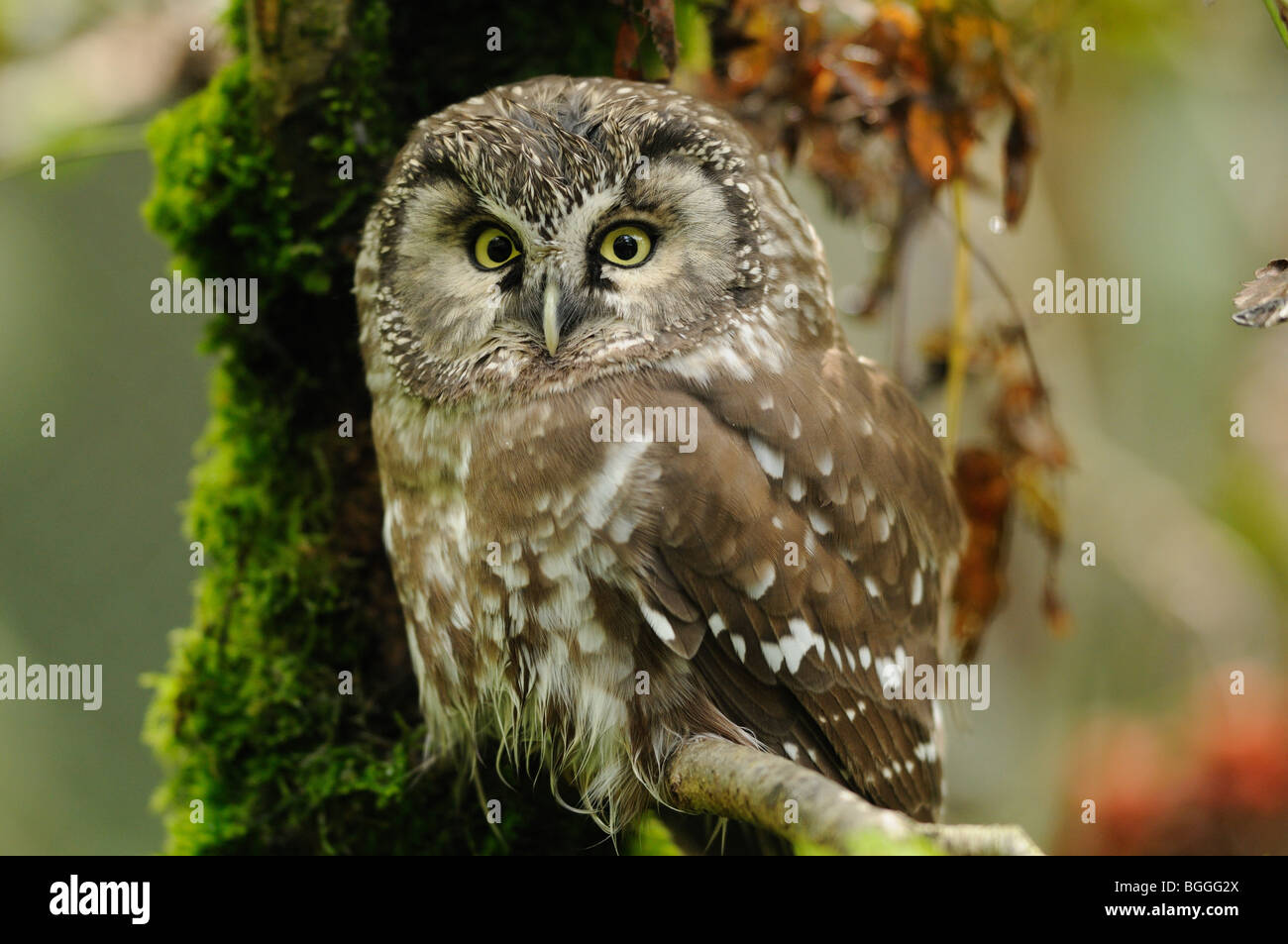 Funereus hi-res stock photography and images - Alamy