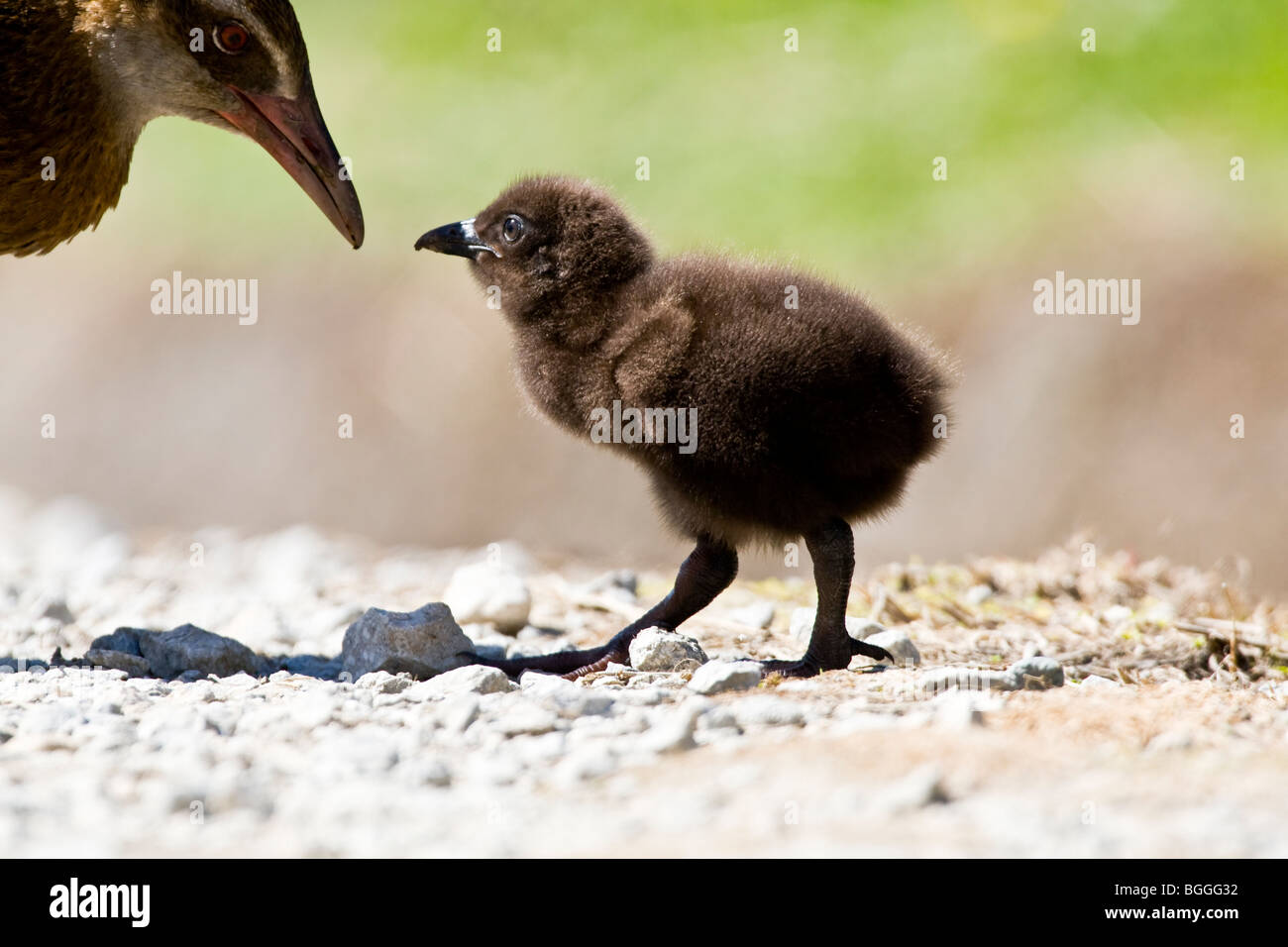 Weka adult and chick Stock Photo - Alamy