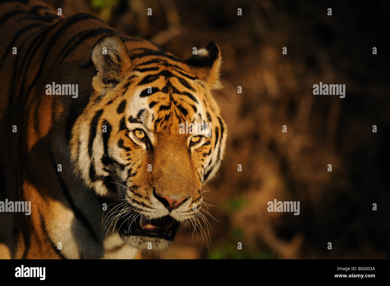 Tiger at night hi-res stock photography and images - Alamy