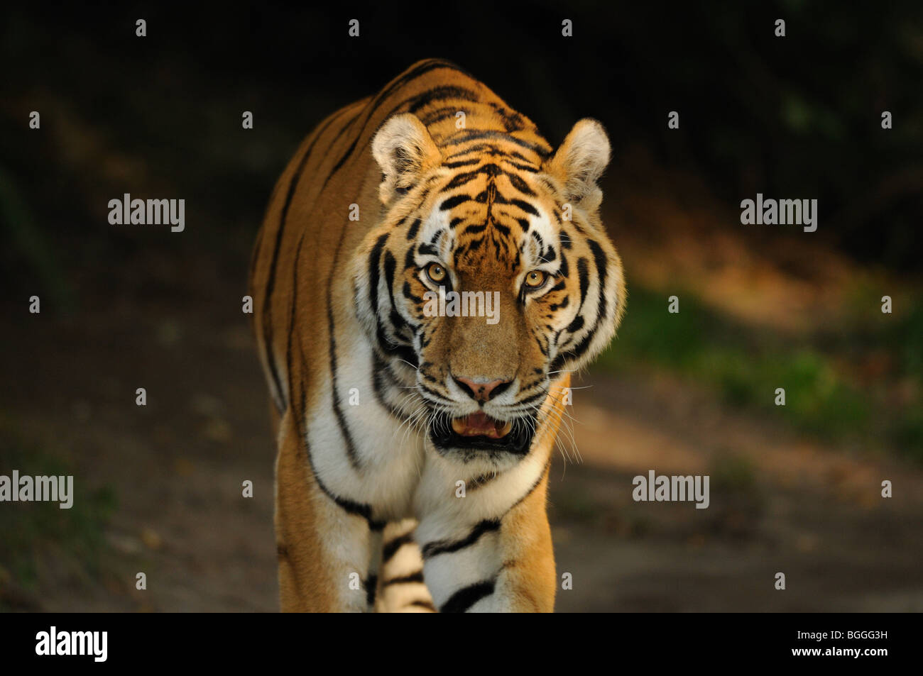 Siberian tiger hi-res stock photography and images - Alamy