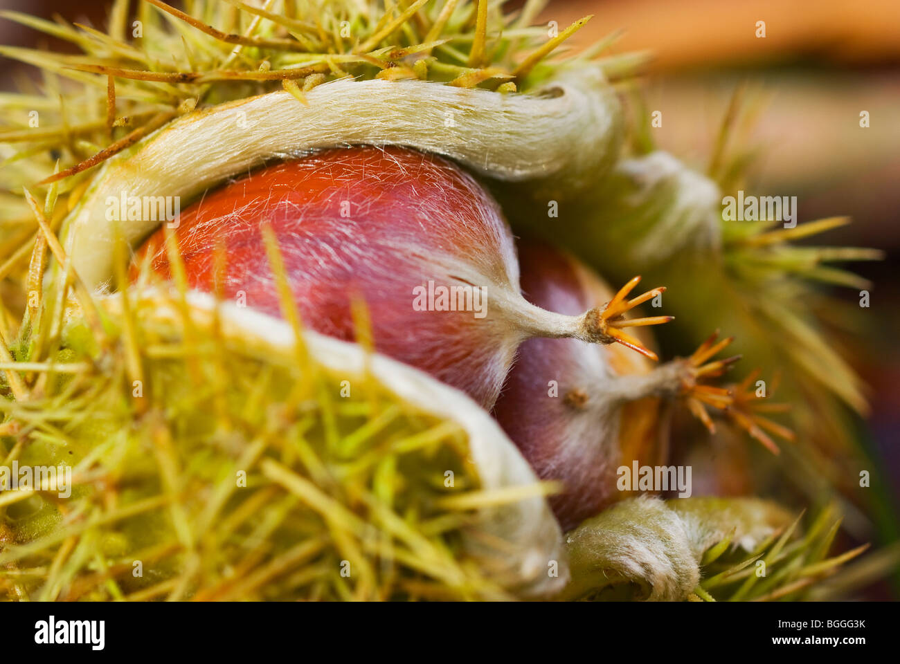Metaphoric natural nature oak orange hi-res stock photography and ...