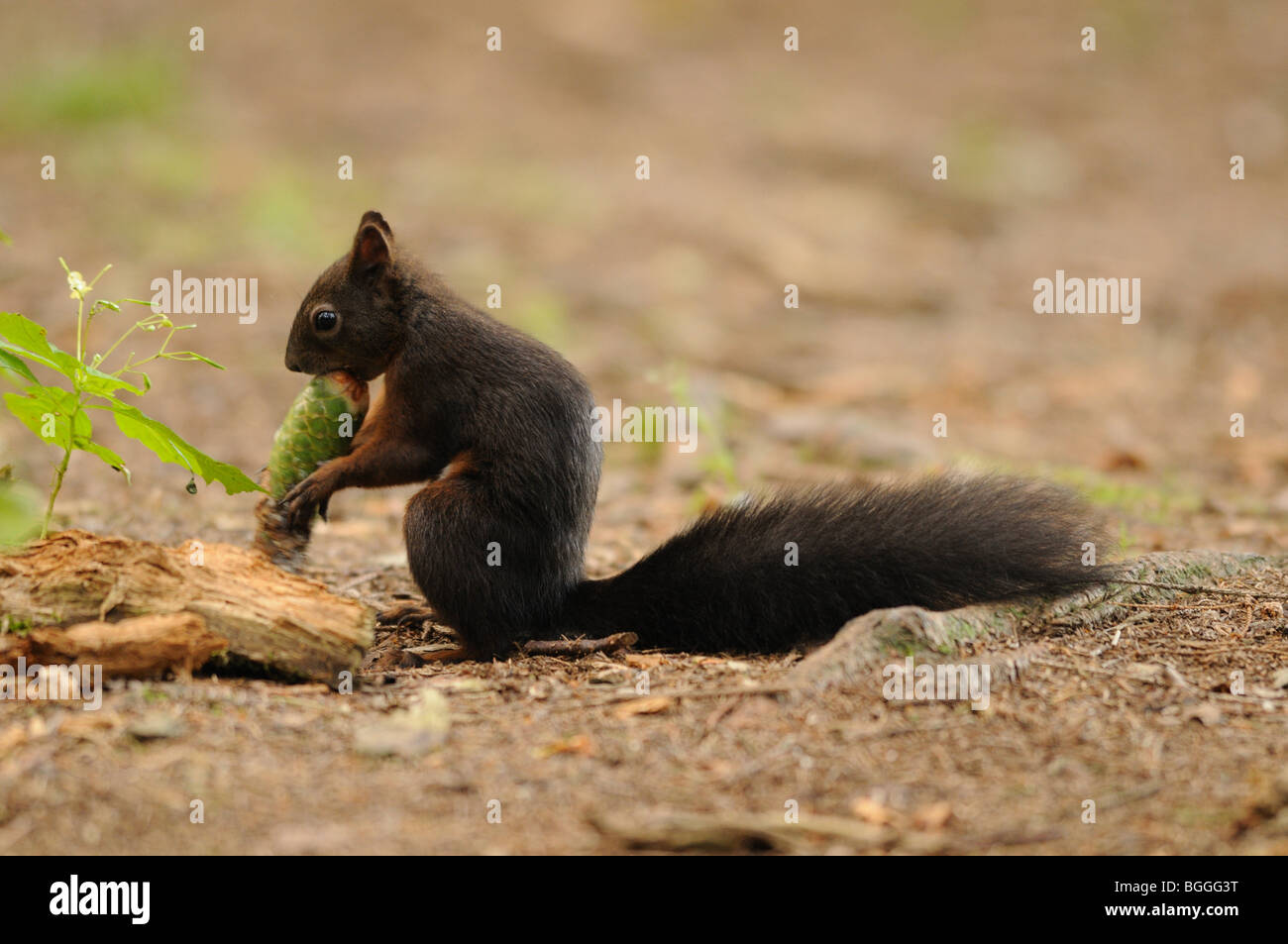 Full Squirrel High Resolution Stock Photography and Images - Alamy