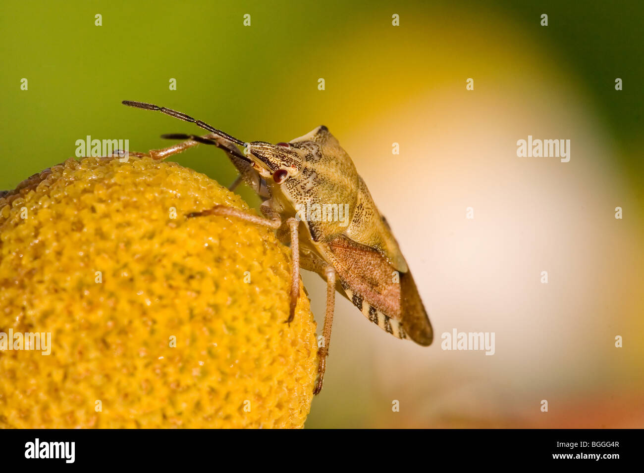 Bug, side view Stock Photo - Alamy