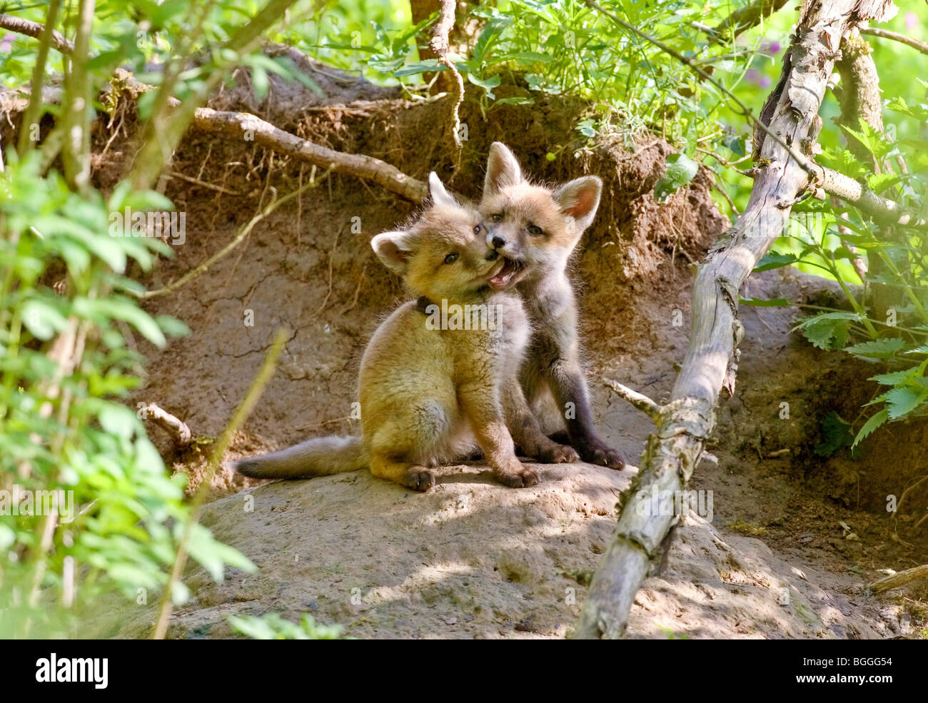 Two red fox puppies Stock Photo - Alamy