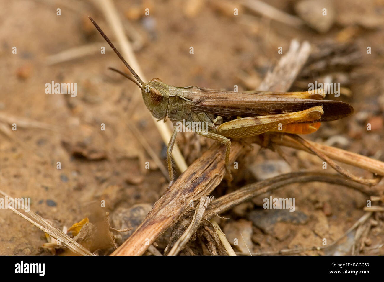 Grasshopper side angle view hi-res stock photography and images - Alamy