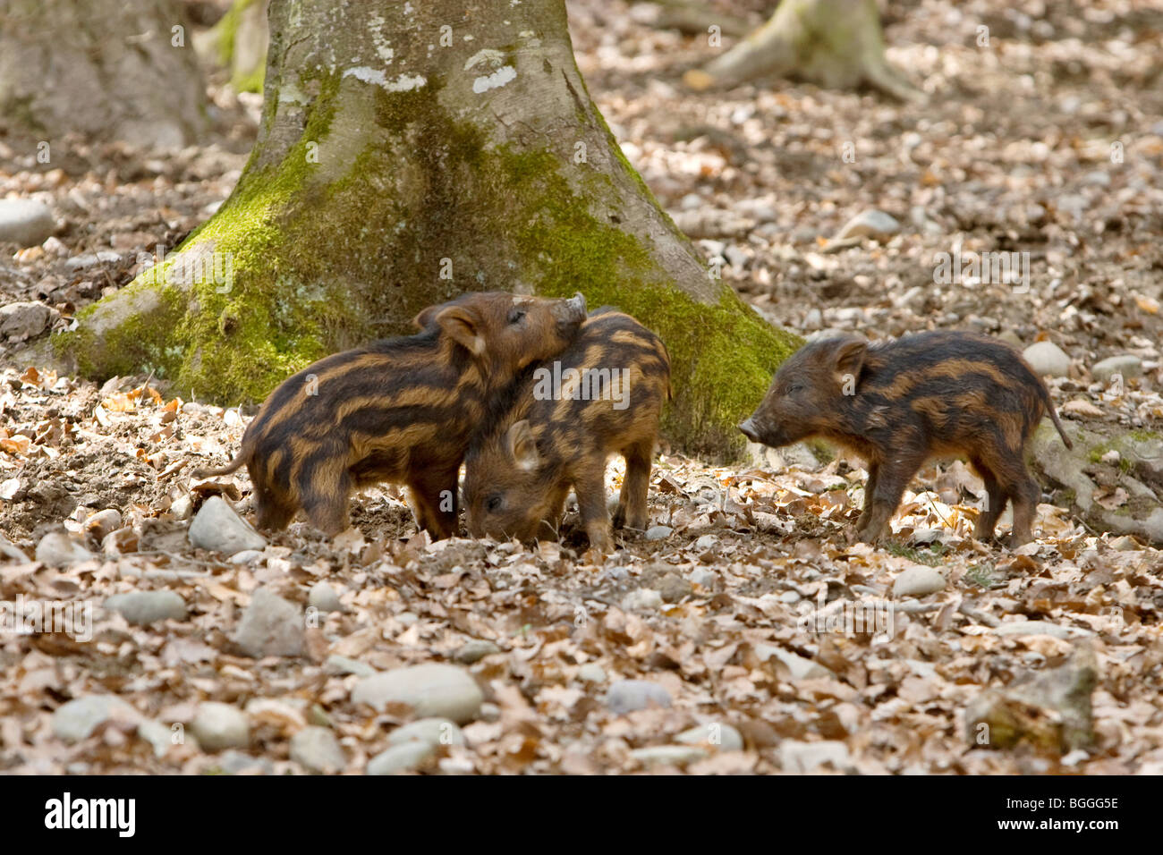 Three young boar Stock Photo - Alamy