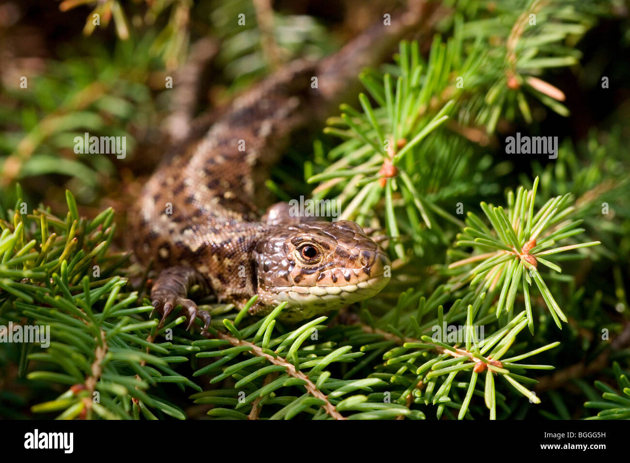 Lizard on twig hi-res stock photography and images - Alamy