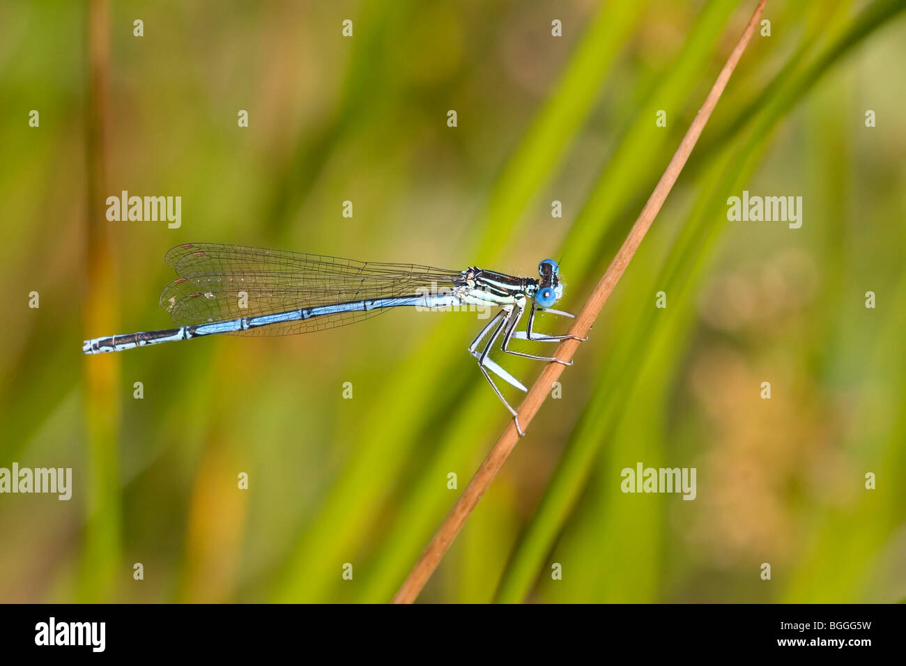 Dragonfly, side view Stock Photo - Alamy