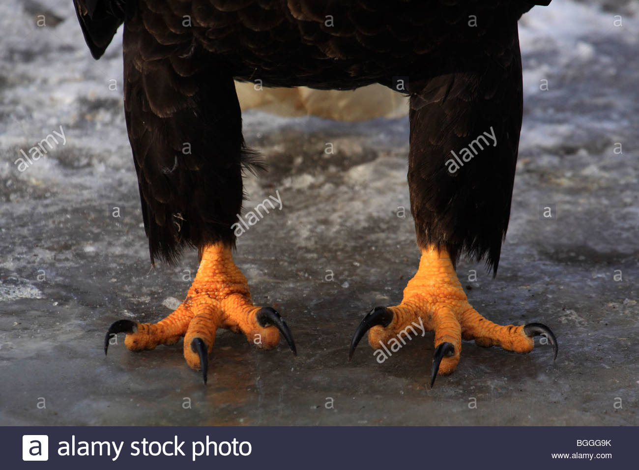 Eagle Claws Stock Photos & Eagle Claws Stock Images - Alamy
