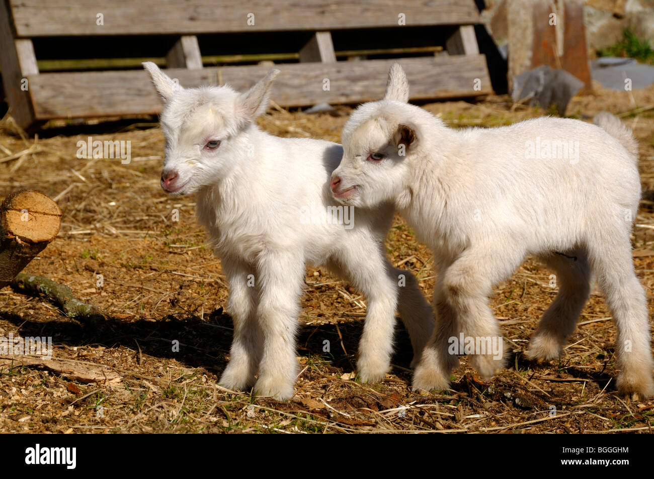 Two pygmy goats hi-res stock photography and images - Alamy