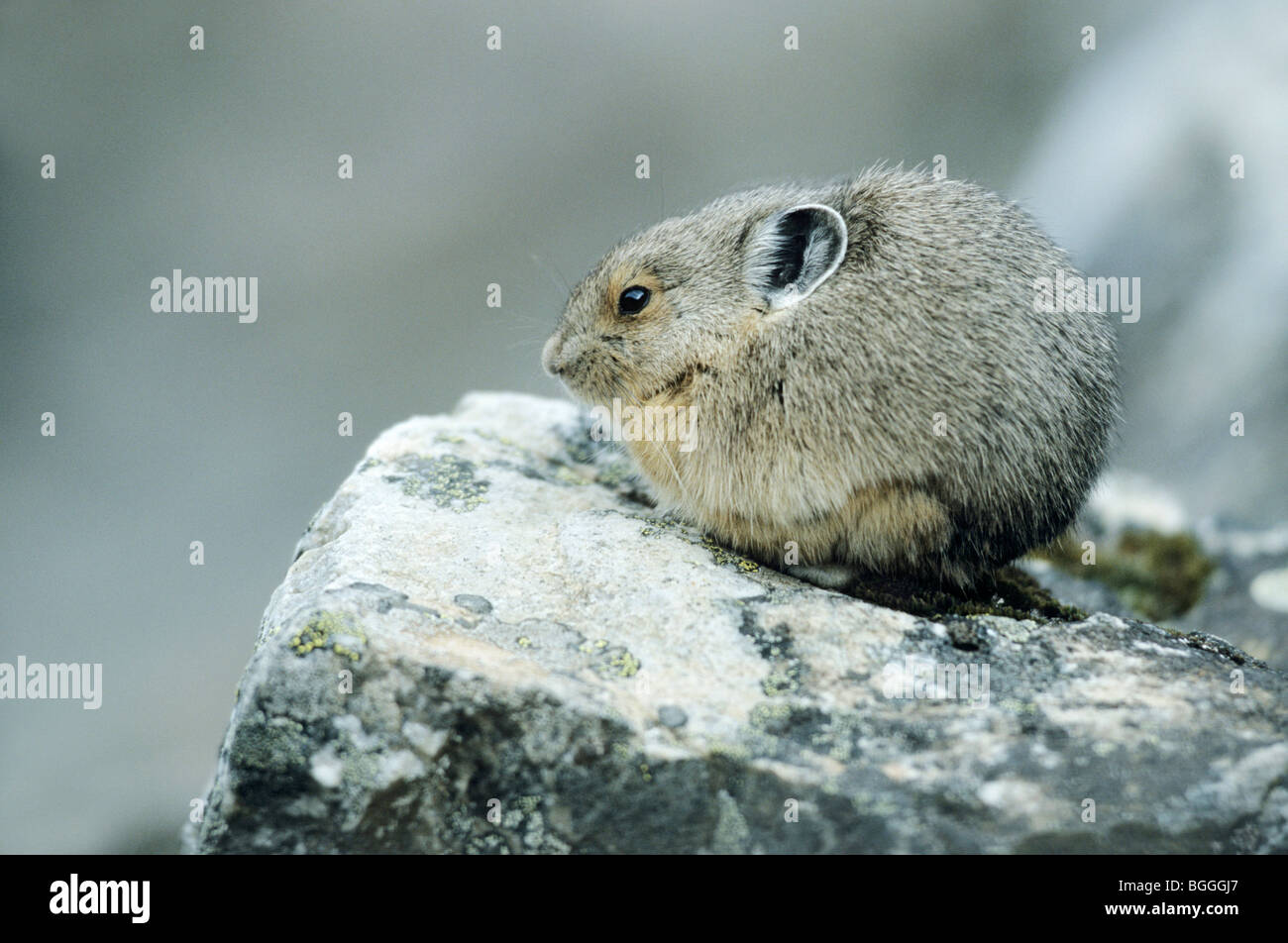 American Pika (Ochotona princeps) sitting on a stone, Banff National ...