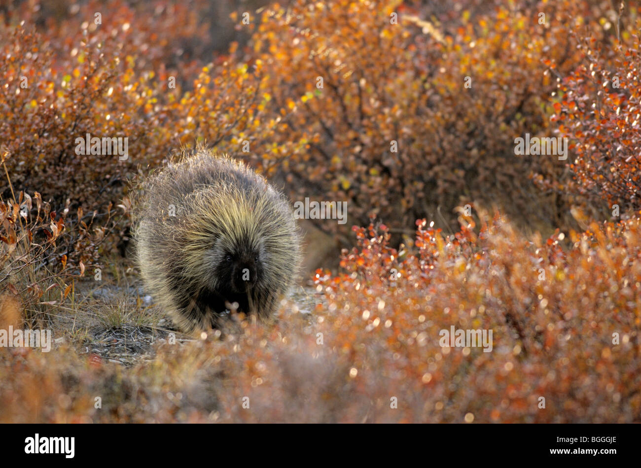 Porcupine Den