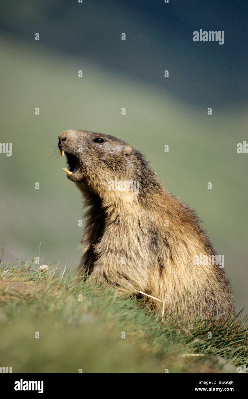 Alpine marmot (Marmota marmota) sitting in the grass, Hohe Tauern ...