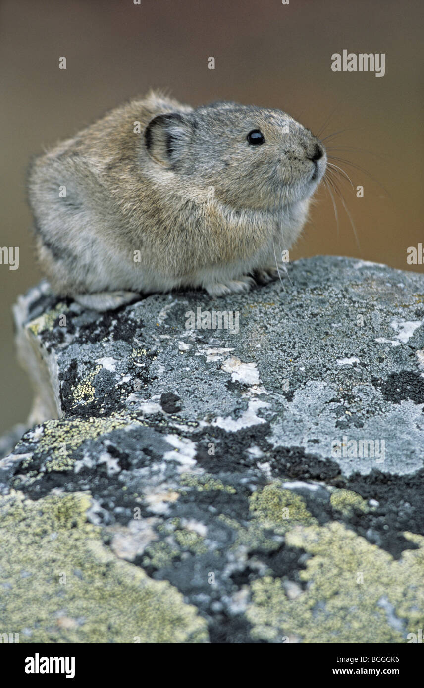 Collared Pika (Ochotona collaris) sitting on a stone, Denali National ...