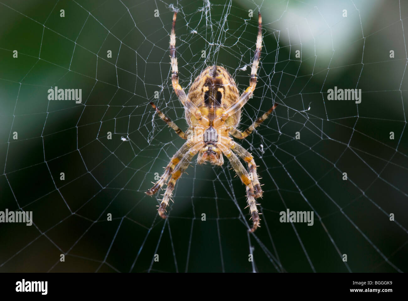 Common garden orb weaver hi-res stock photography and images - Alamy