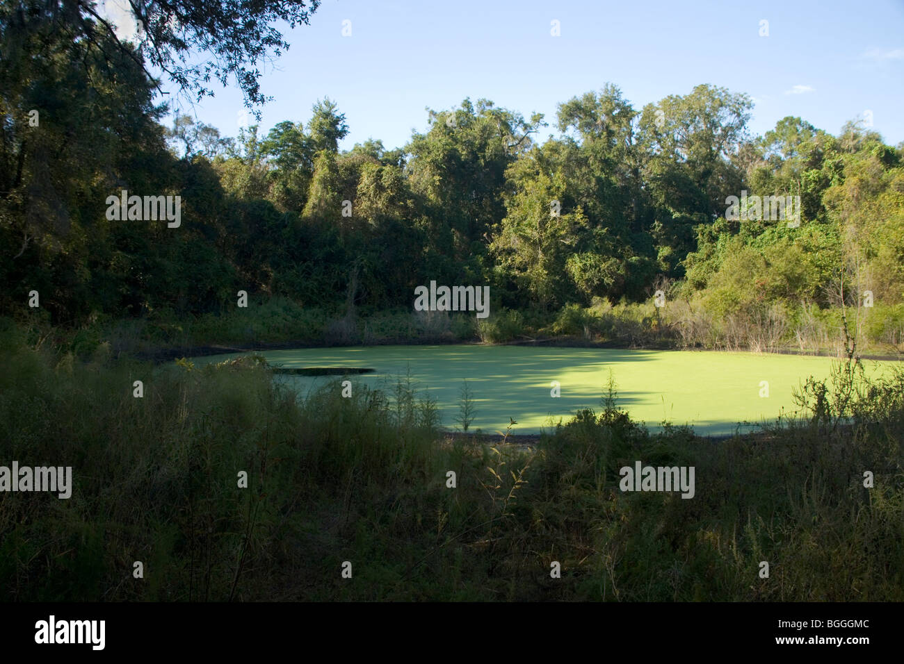 Sinkhole, karst window, Florida Stock Photo - Alamy
