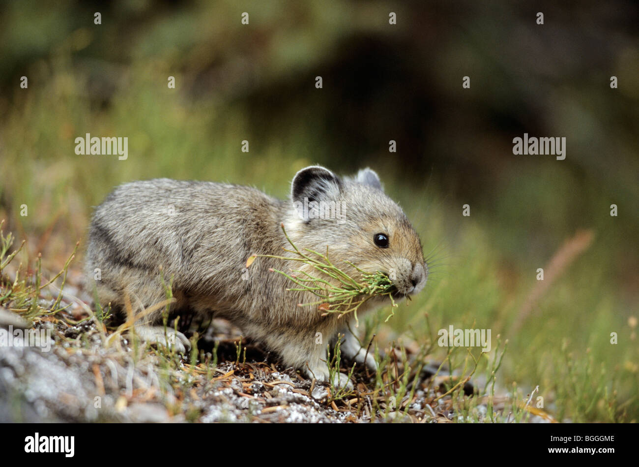 American pika ochotona princeps eating grass hi-res stock photography ...