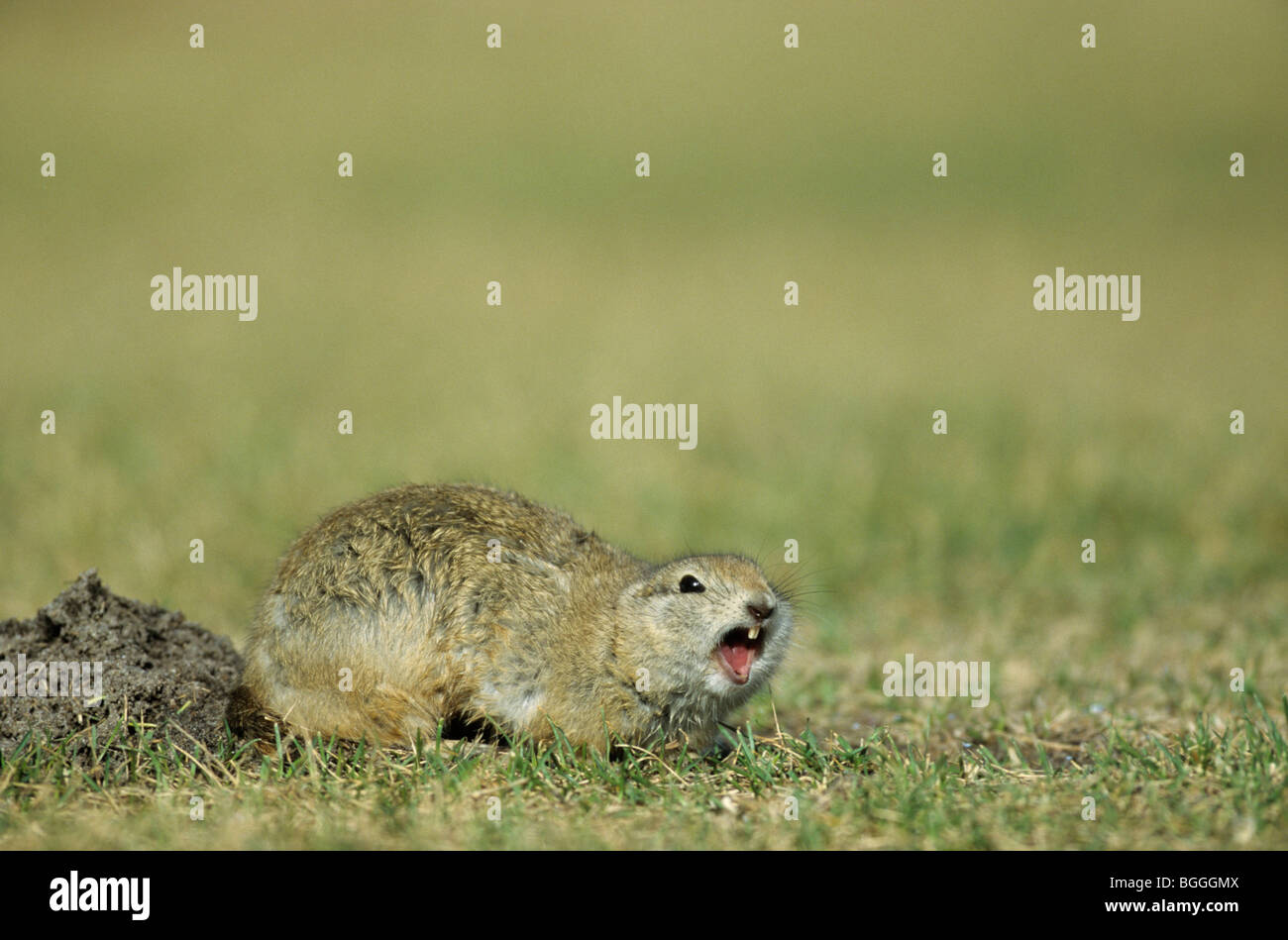 Richardsons Ground Squirrel (Spermophilus richardsonii) calling, Elk ...