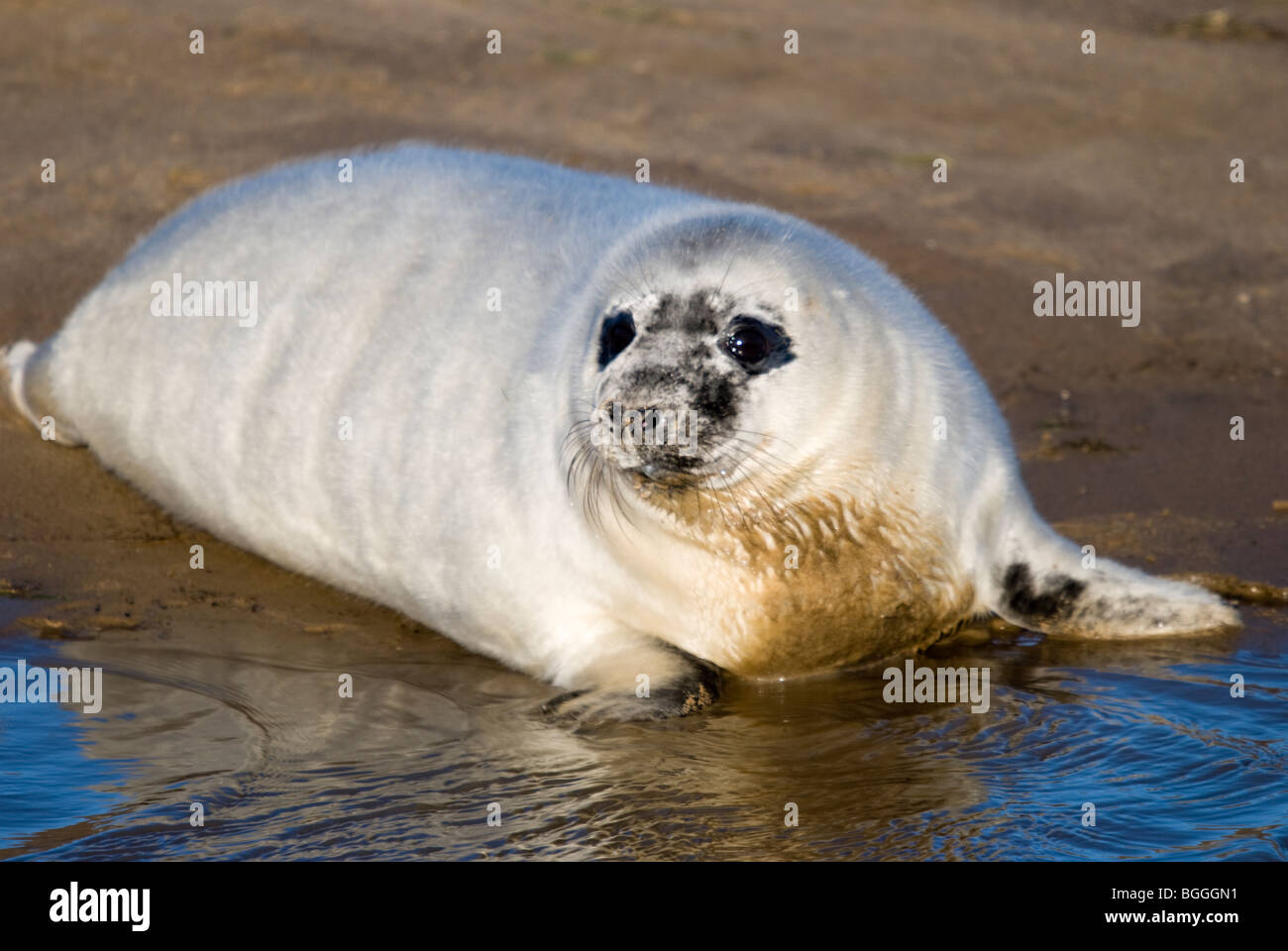 A young grey seal pup Halichoerus grypus on a sand bar at Donna Nook ...