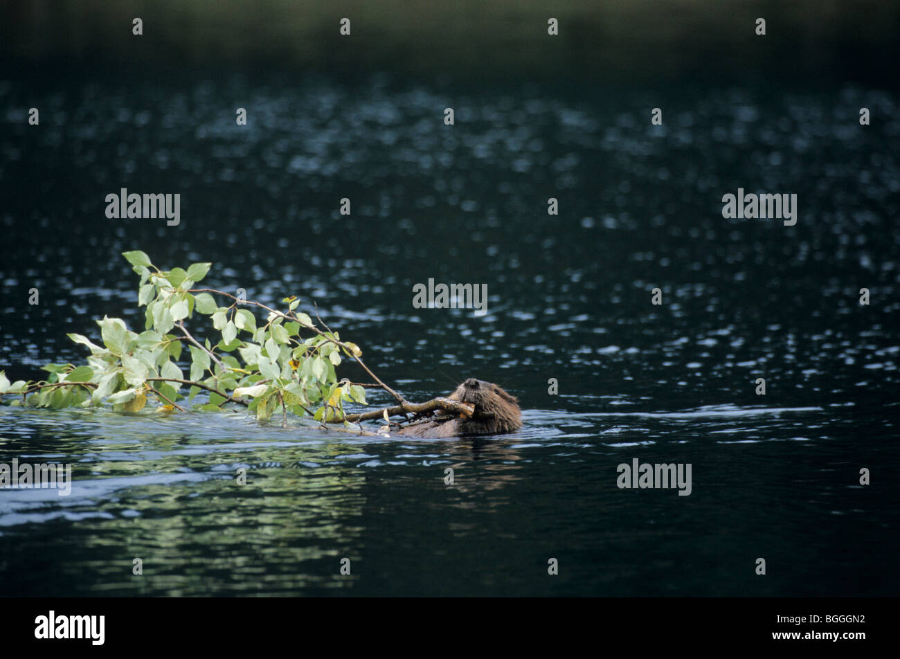 North American Beaver (Castor canadensis) swimming with branch, Denali ...