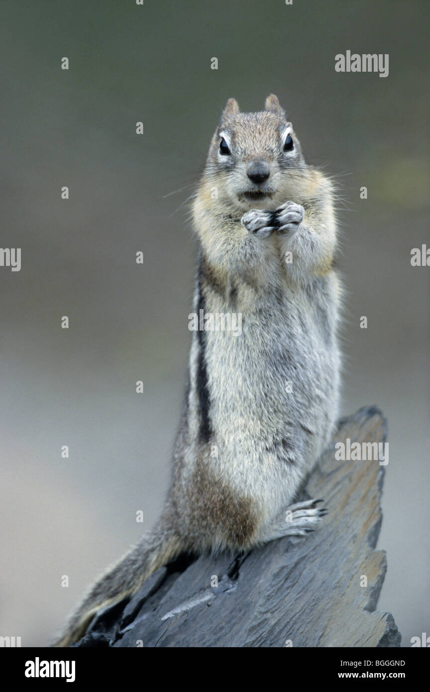 Golden-mantled Ground Squirrel (Spermophilus lateralis), Jasper ...