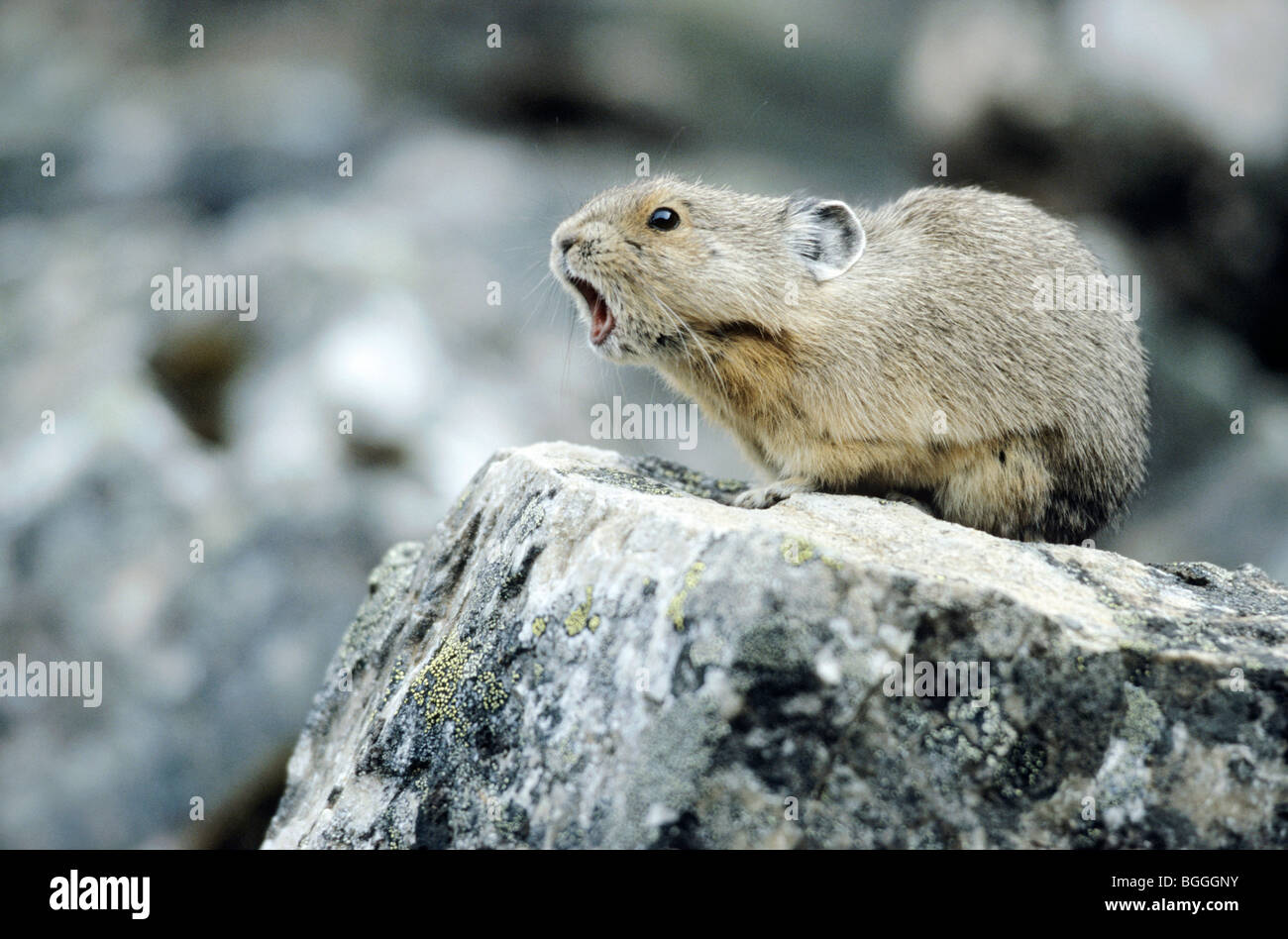 American Pika (Ochotona princeps) sitting on a stone, Banff National ...