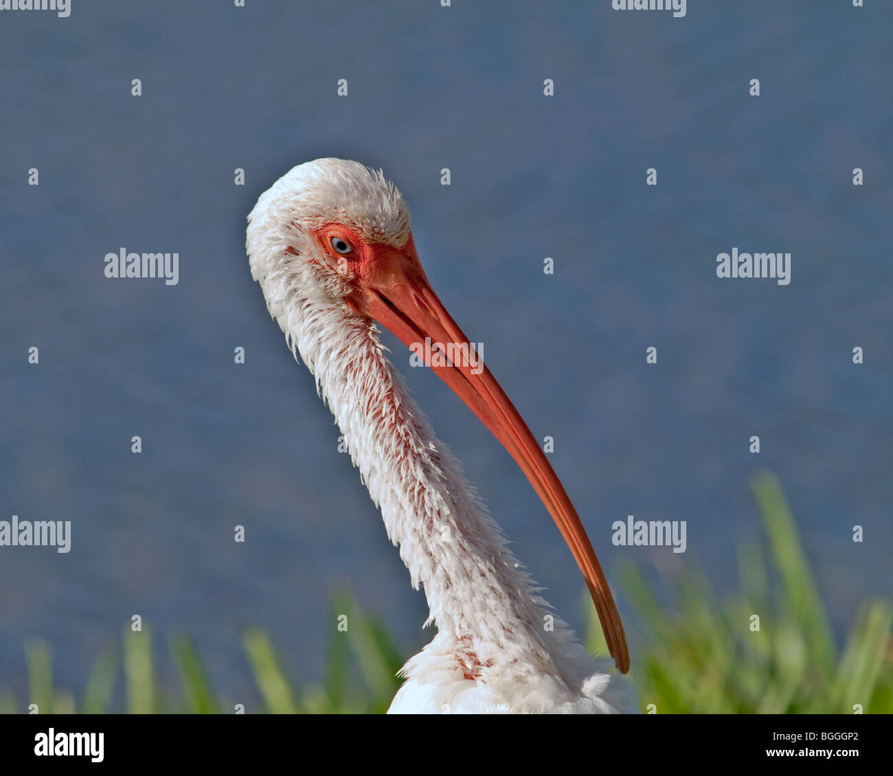 EUDOCIMUS ALBUS OR WHITE IBIS IS COMMON IN FLORIDA UP TO THE PANHANDLE ...
