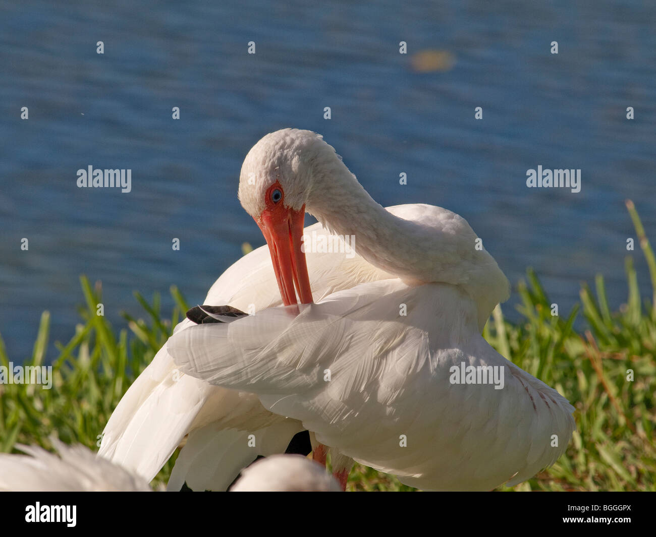Eudocimus alba hi-res stock photography and images - Alamy