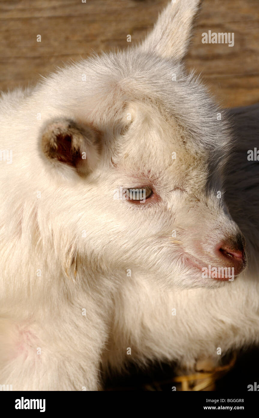Stock photo of a single white goat kid. The goat was a cross betwen its ...