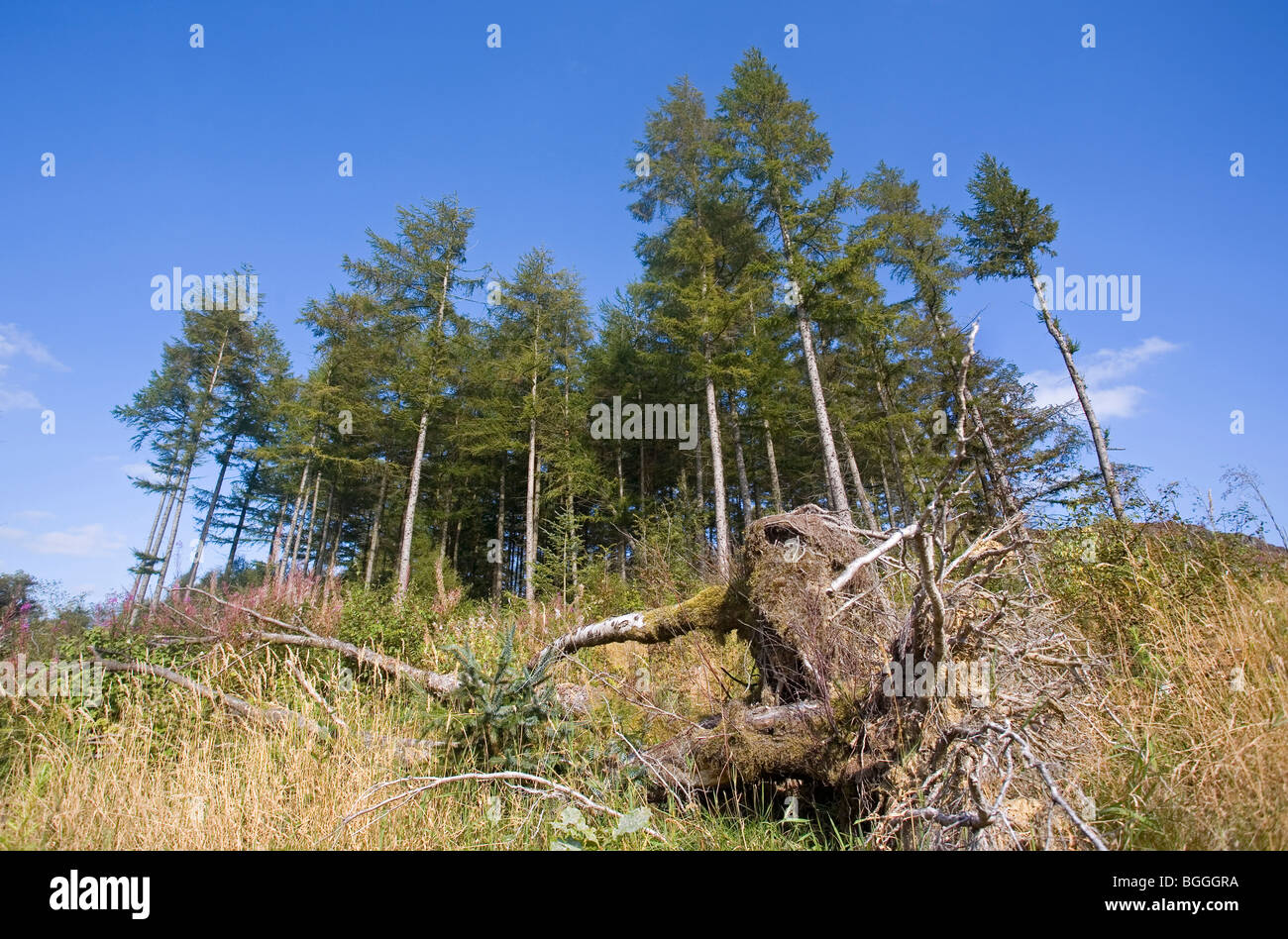 Gwydyr forest, Snowdonia, North Wales Stock Photo - Alamy