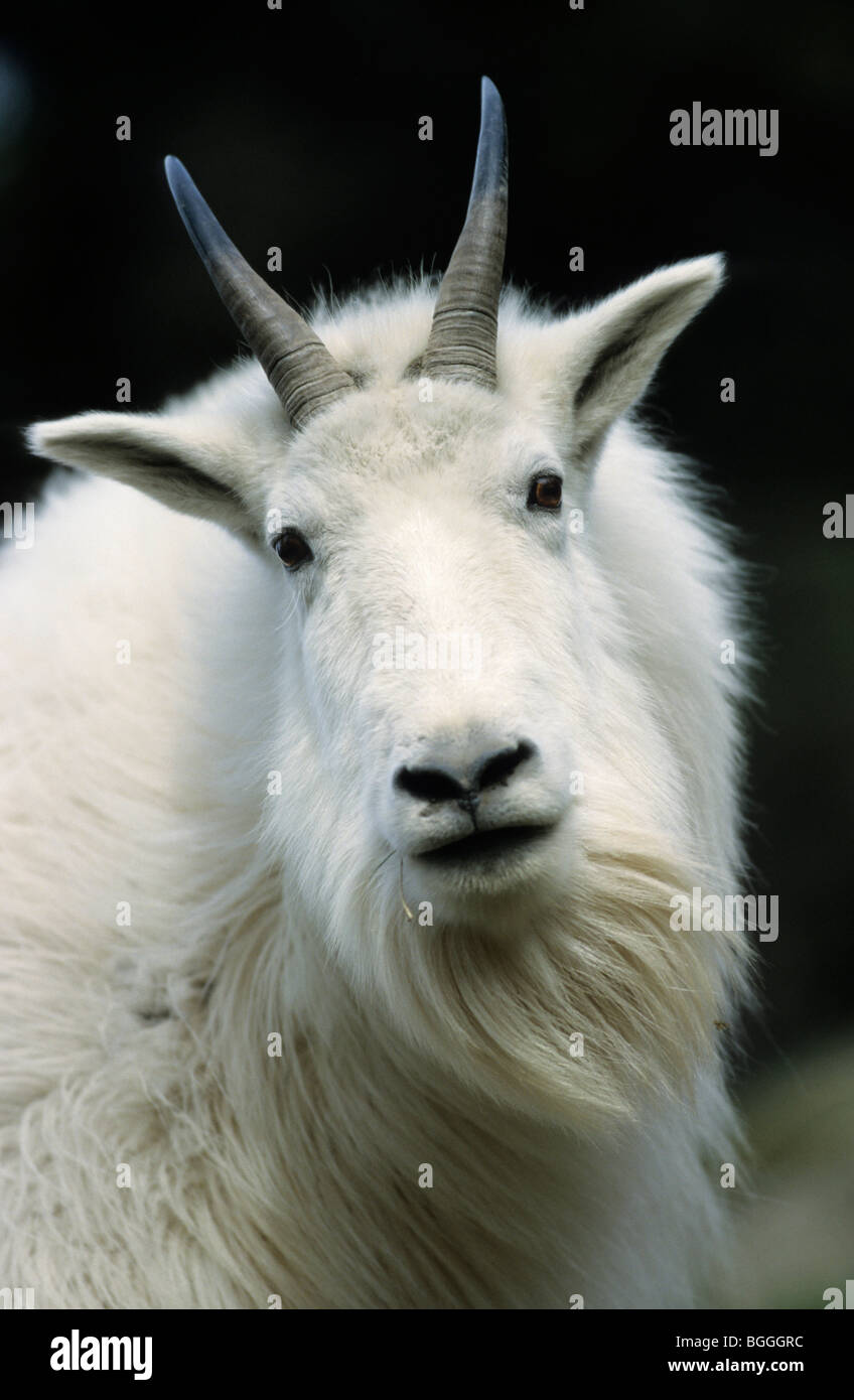 Mountain goat (Oreamnos americanus) facing camera, Jasper National Park ...