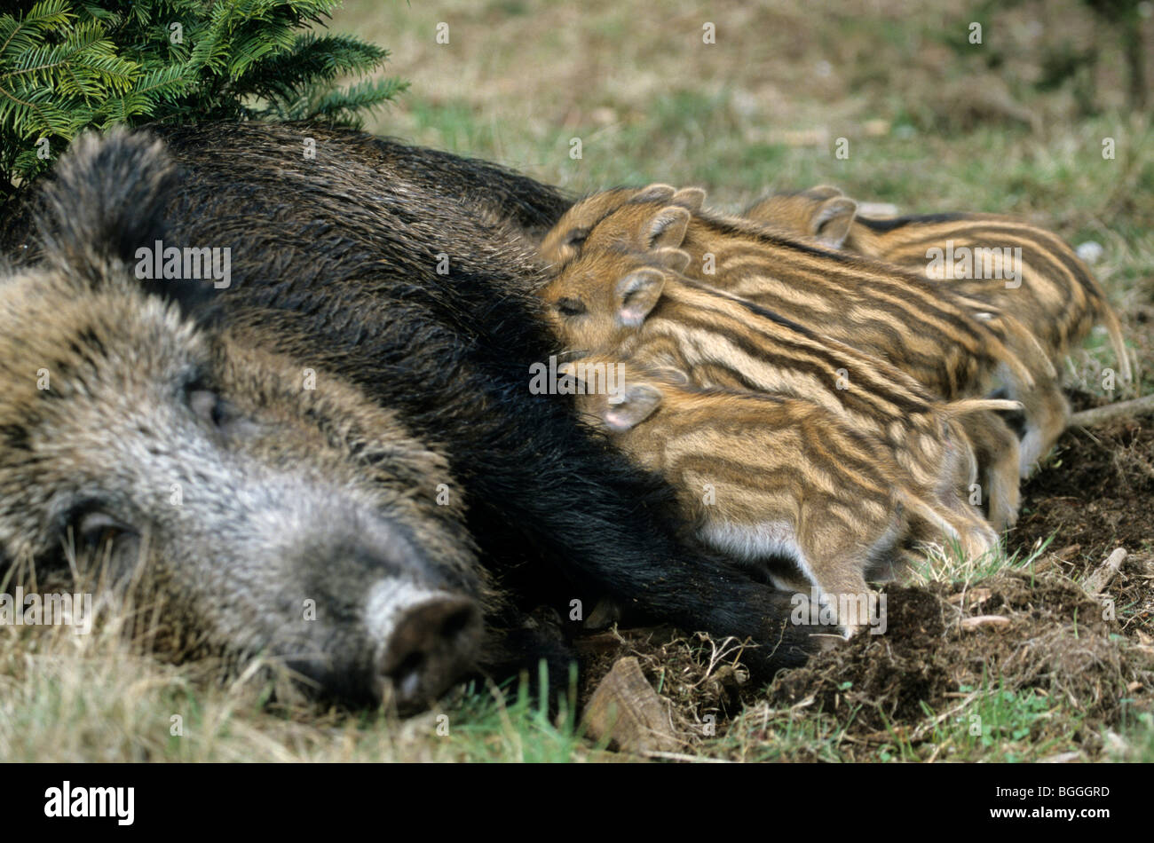 Wild boar female (Sus scrofa) suckling piglets, Schleswig-Holstein ...