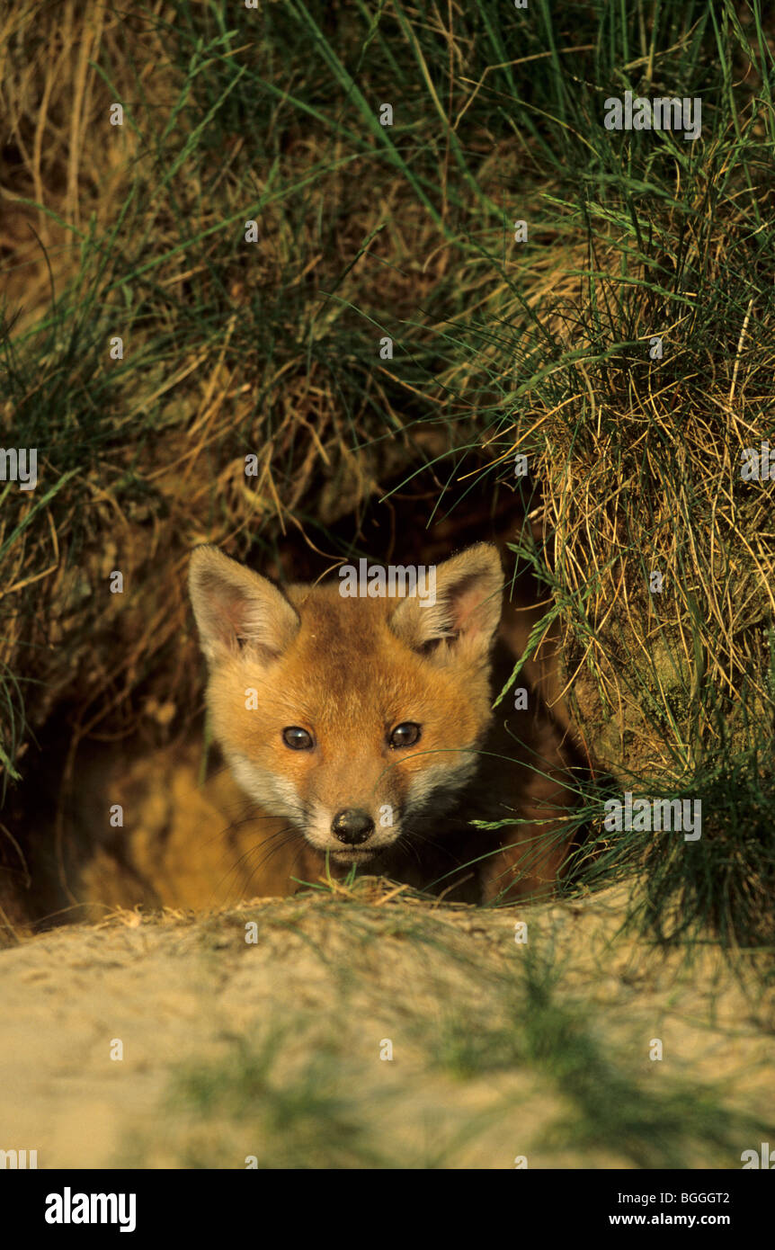 Red fox (Vulpes vulpes) looking out of its burrow, Schleswig-Holstein ...
