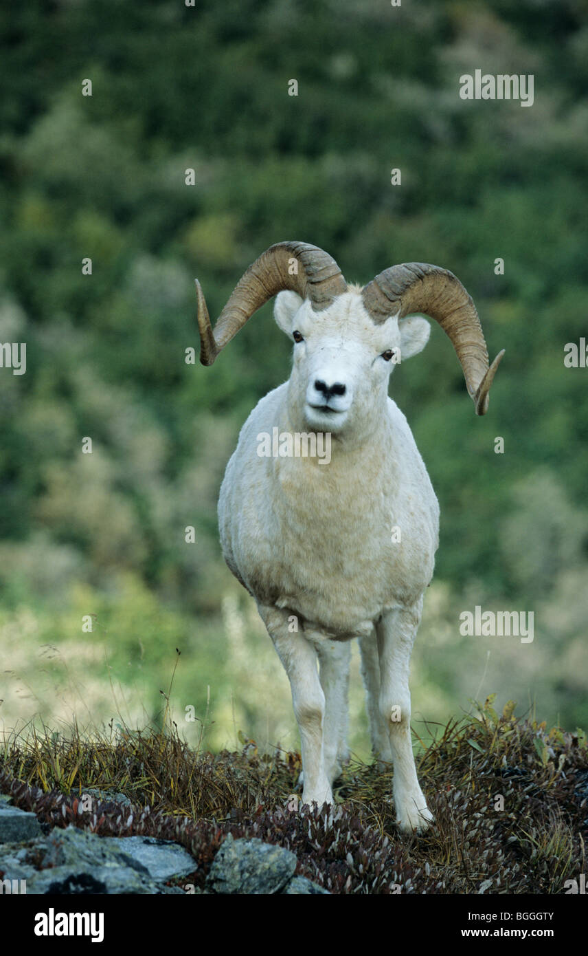 Dall Sheep (Ovis dalli), Denali National Park, USA, facing camera ...