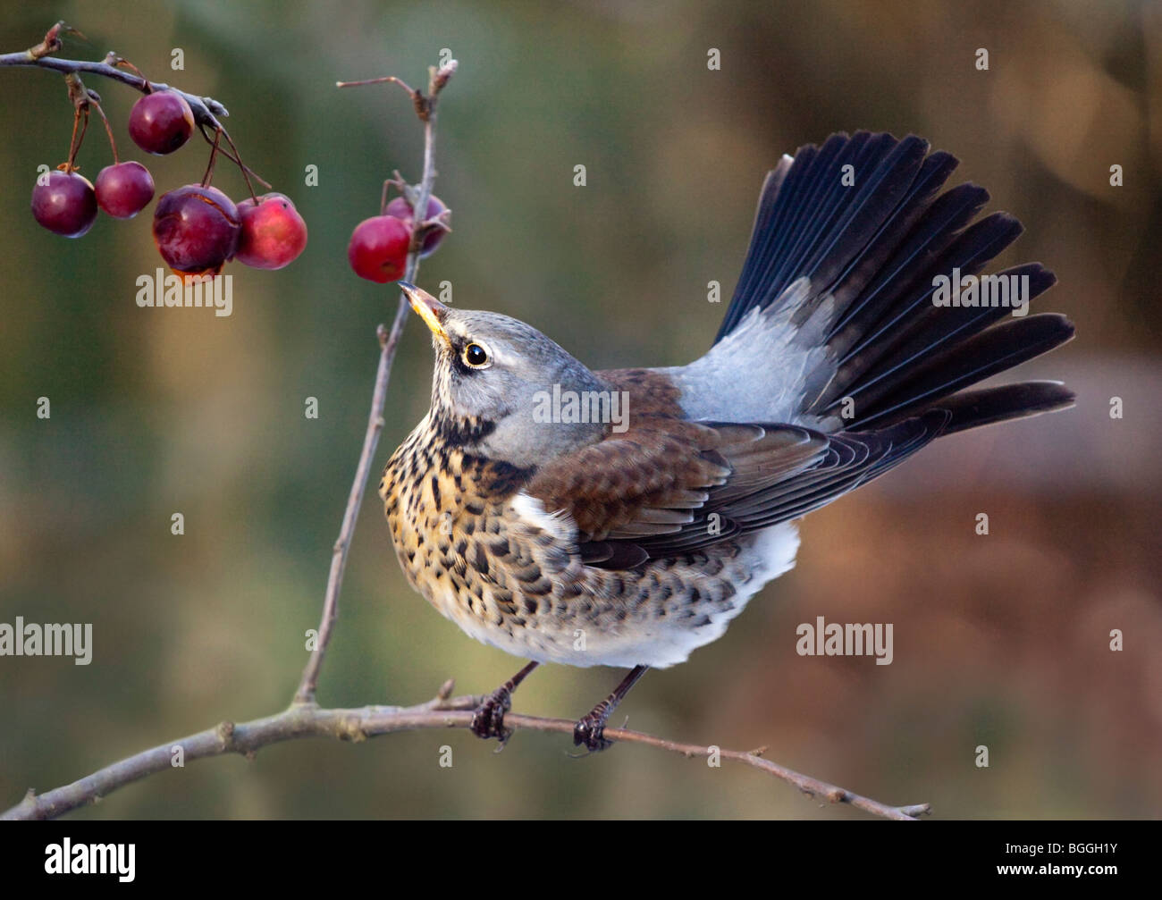 Fieldfares british isles hi-res stock photography and images - Alamy