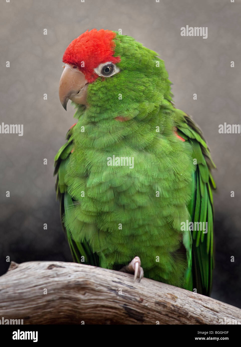 Scarlet fronted parakeets hi-res stock photography and images - Alamy