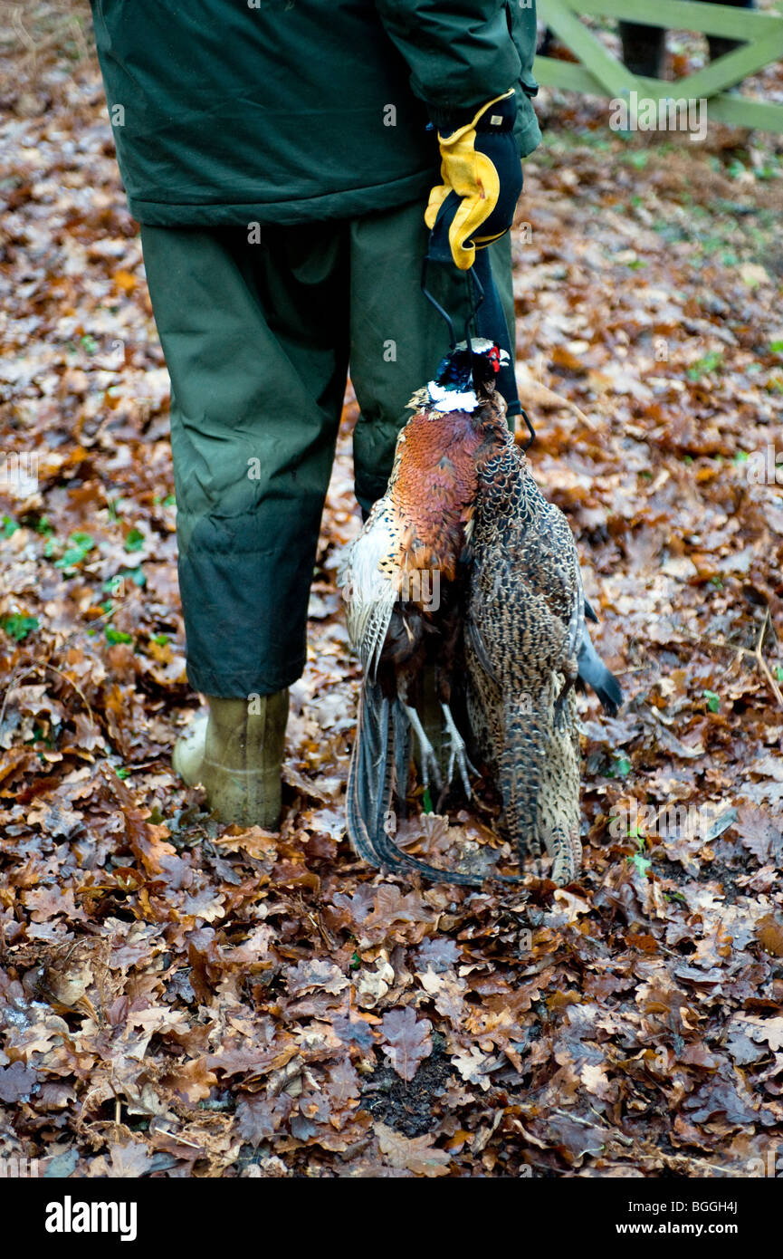 man carrying brace of shot pheasants on driven shoot Stock Photo - Alamy