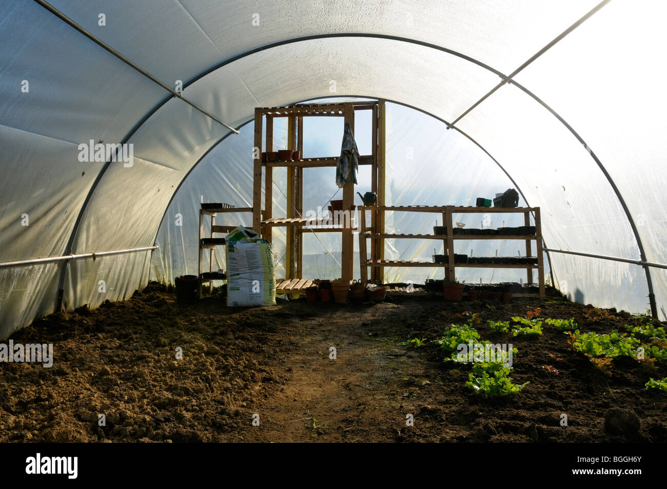 Stock photo of the inside of a polytunnel showing the soil ready and ...