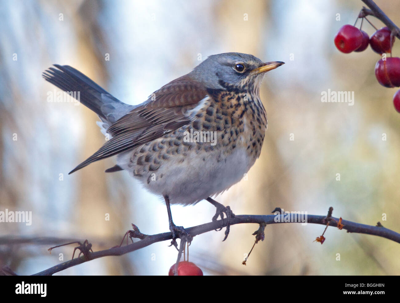 Fieldfare (turdus pilaris), UK Stock Photo - Alamy