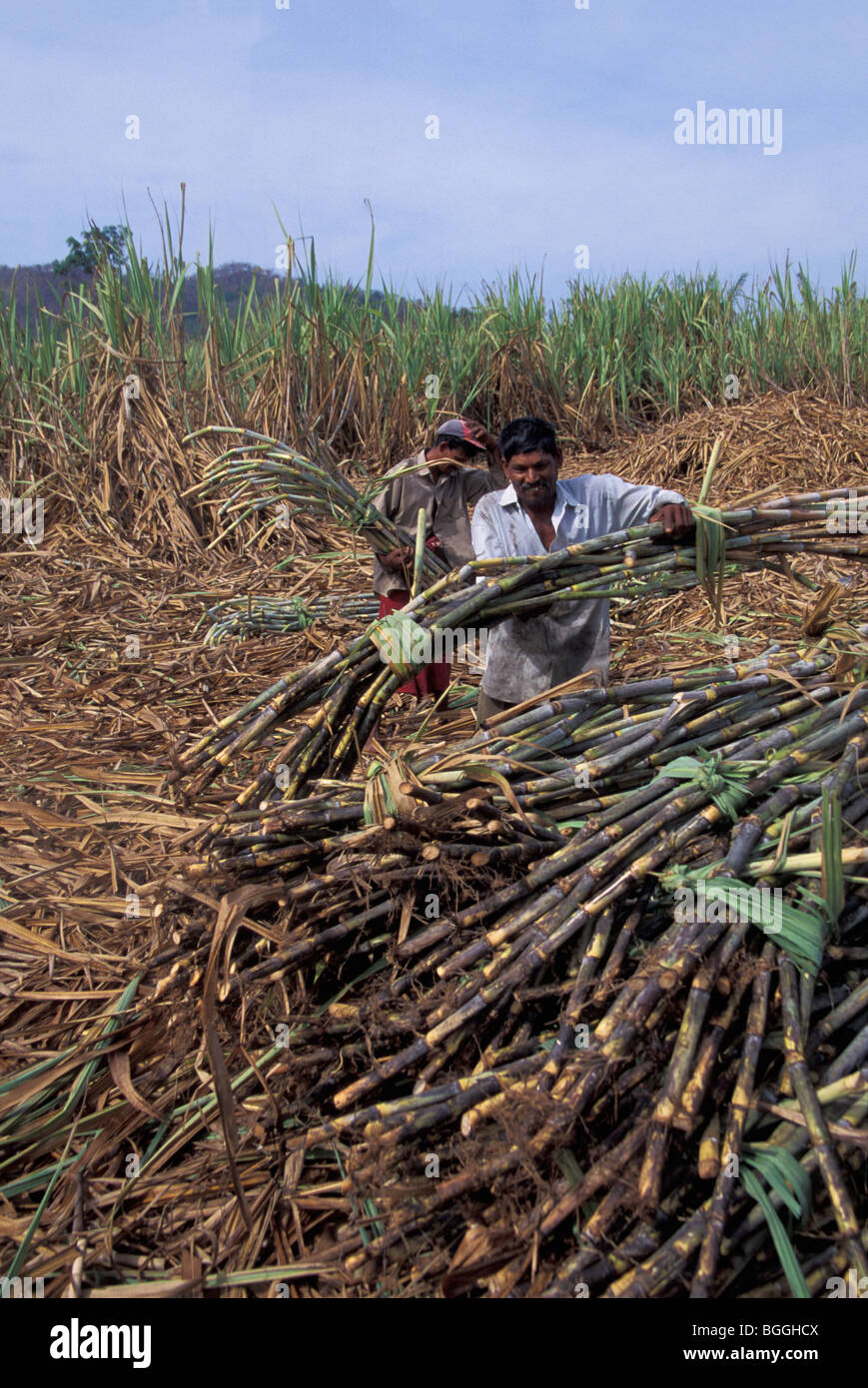 Sugarcane Harvest High Resolution Stock Photography and Images - Alamy