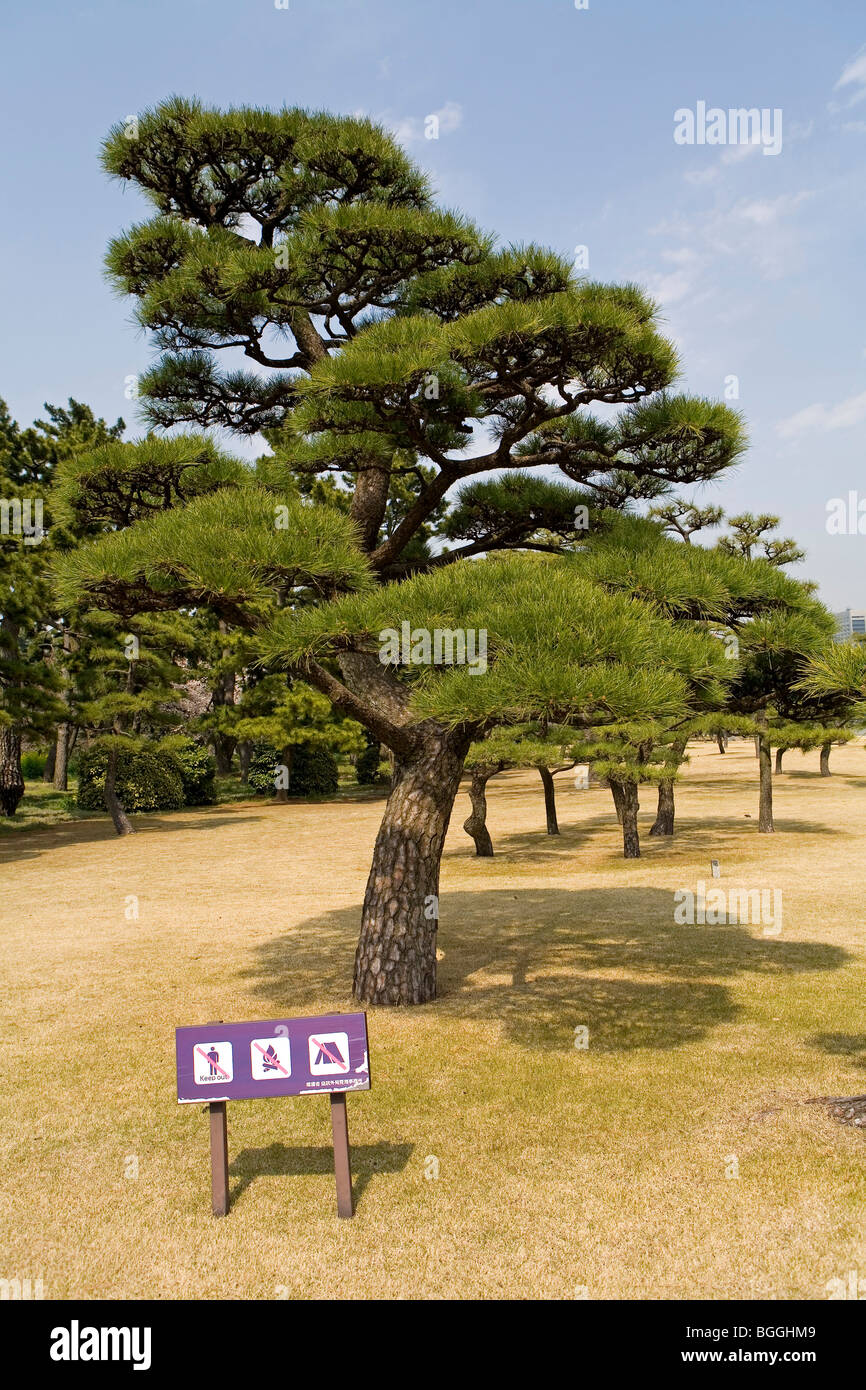 Trees in a japanese garden, Tokyo, Japan Stock Photo - Alamy