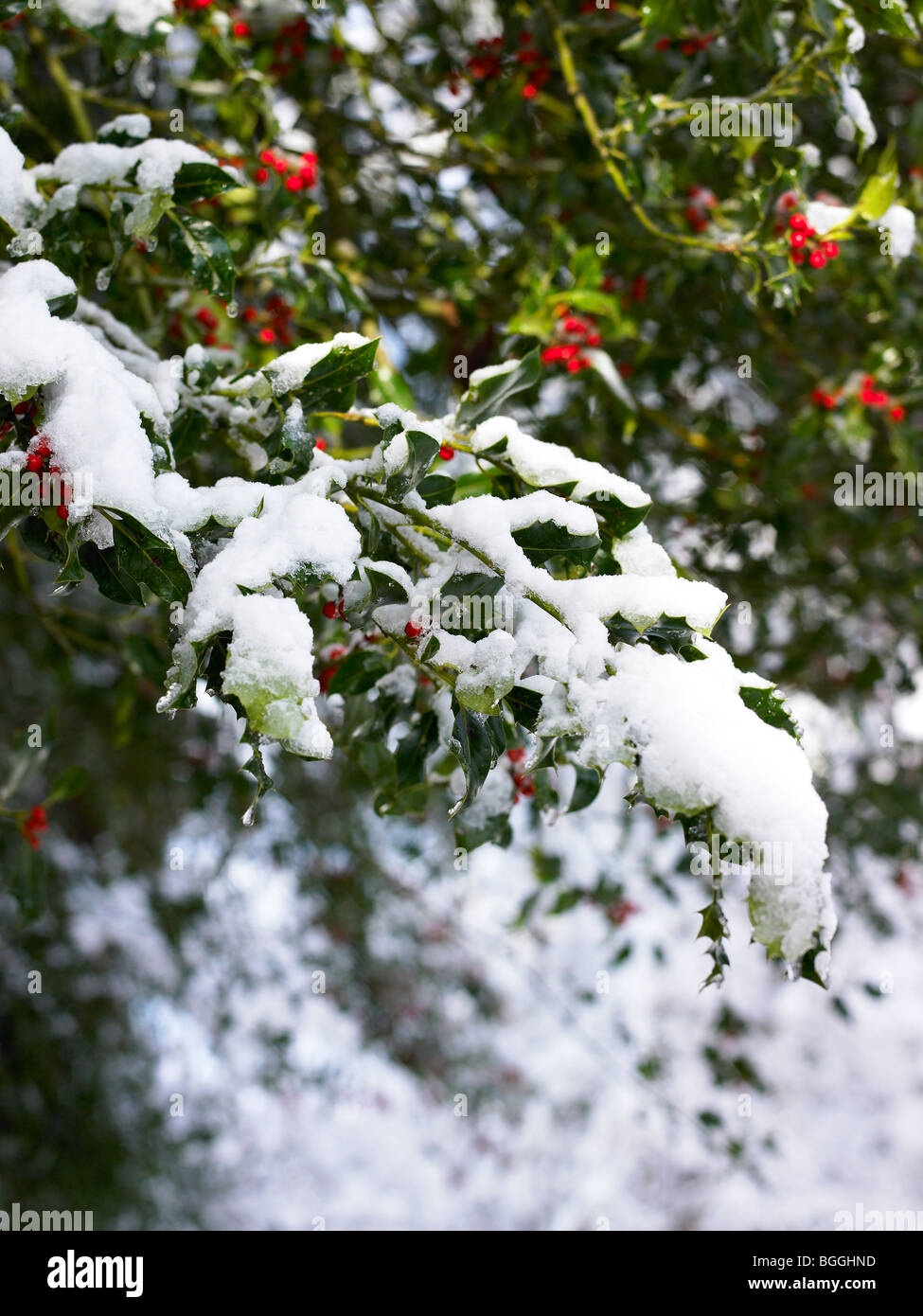 A holly tree with red berries, covered in snow Stock Photo - Alamy