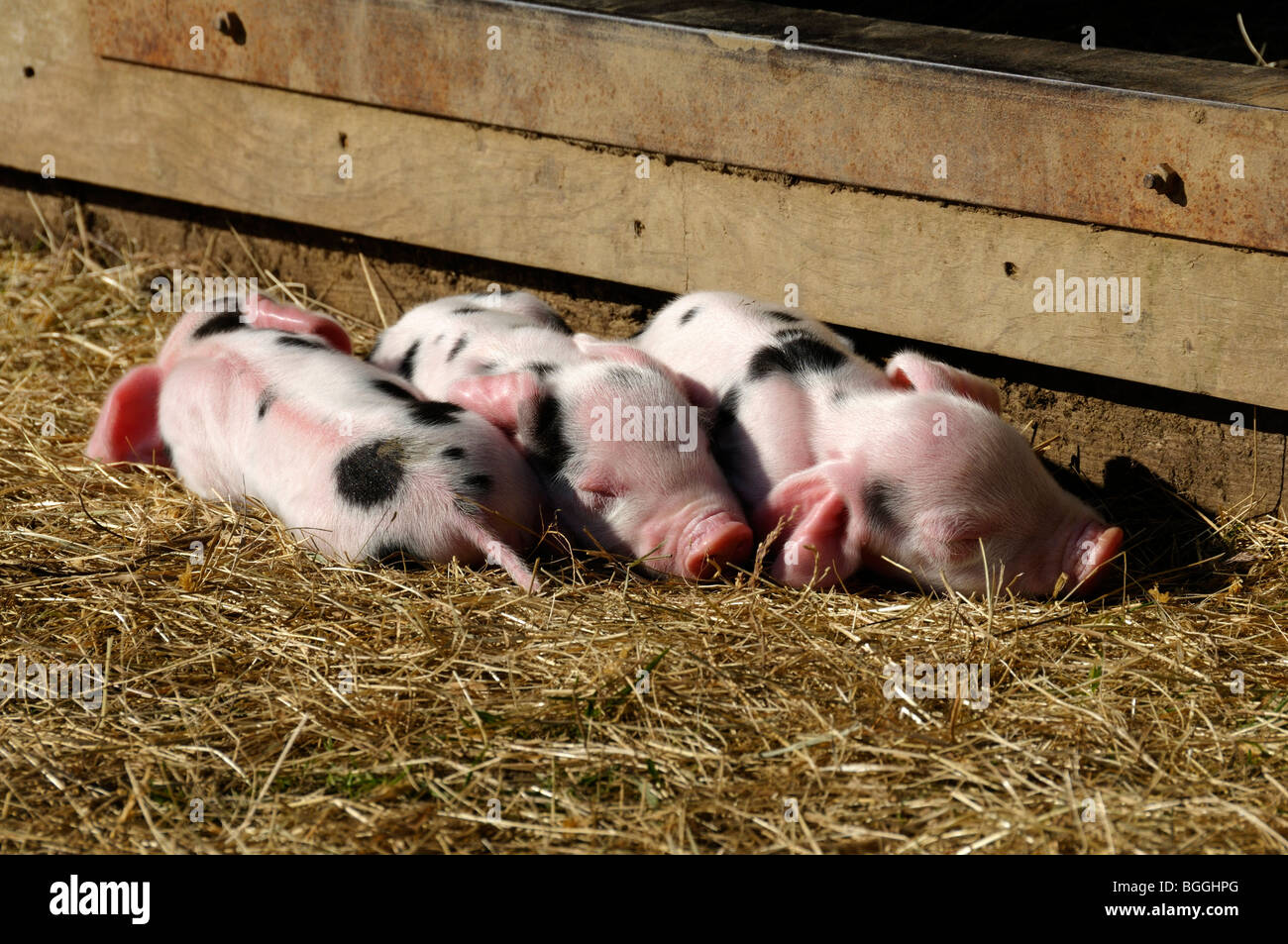 Stock photo of new born Gloucester old spot piglets Stock Photo - Alamy